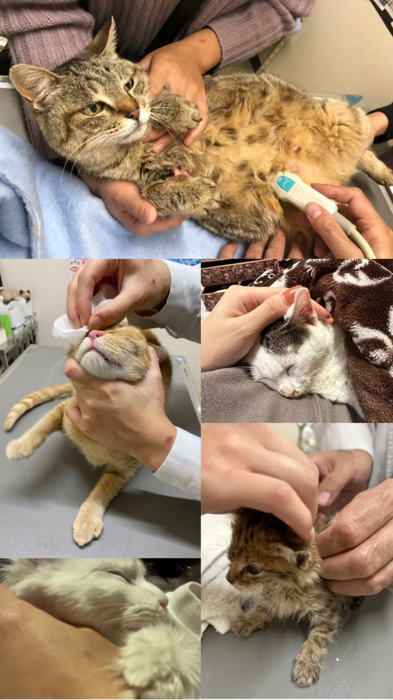 わたしたちについて | Equal Life